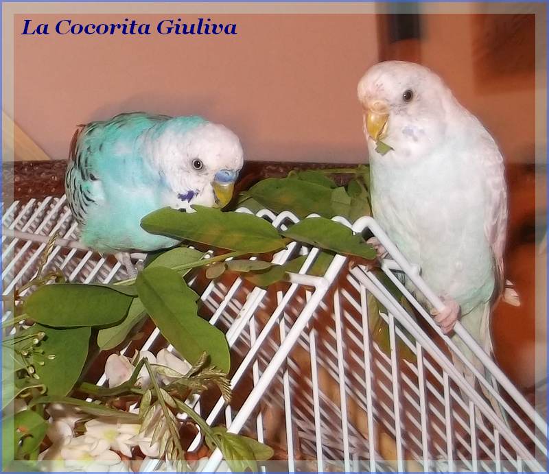 LA COCORITA GIULIVA: Alimentazione dei Pappagallini Ondulati: erbe ...