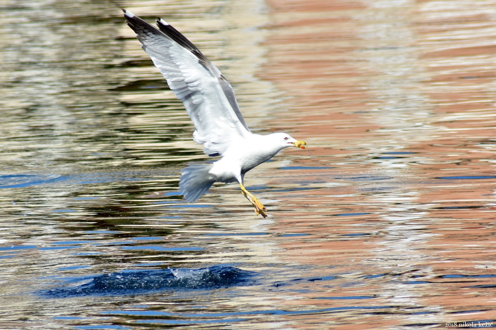 Galeb i ja (2) - ISSA-VIS-Kut