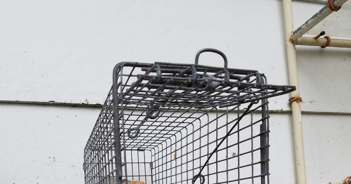 Divinebunbun's Rugged Rural Missouri: I Set a Tomahawk Trap