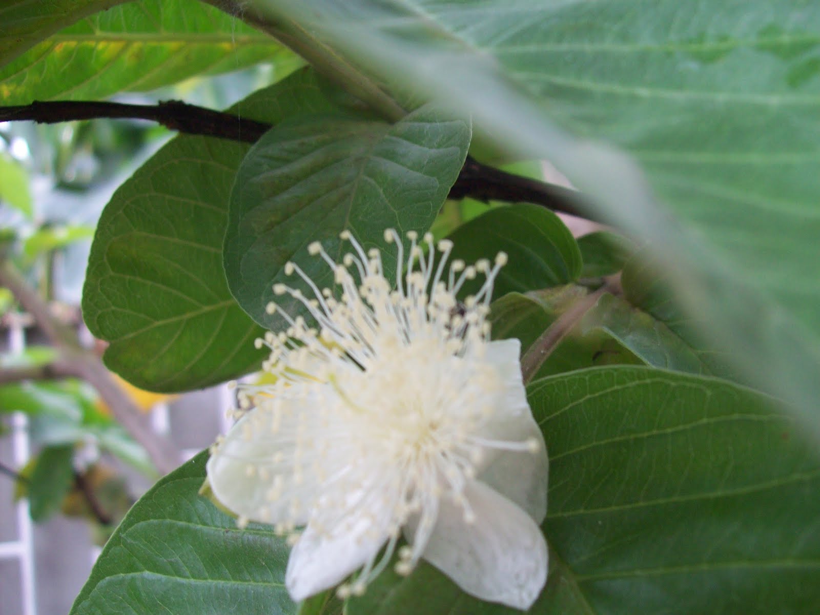 Get Much Information: Trees & Flowers - 1