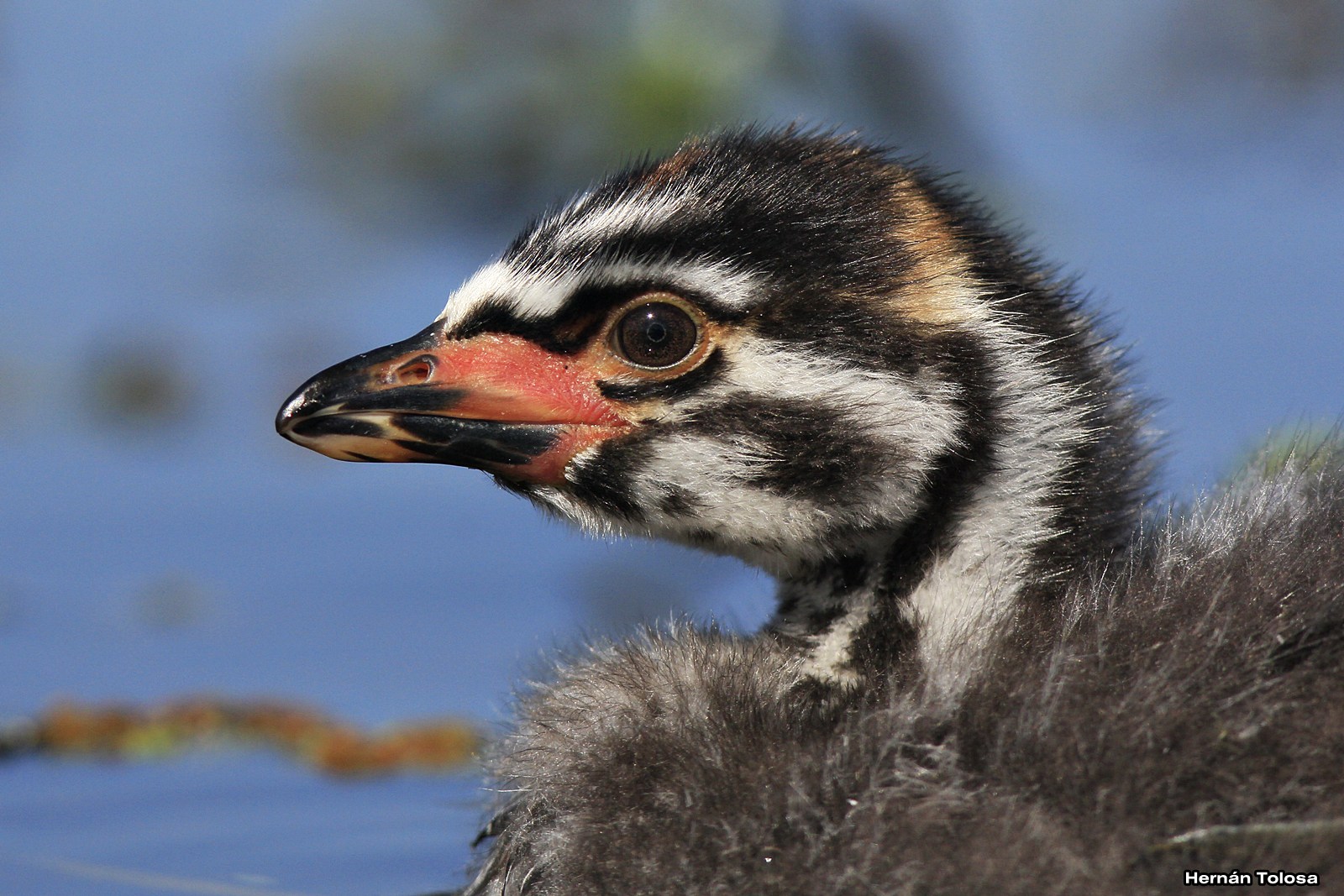 Aves de Argentina: Pichón de zambullidor
