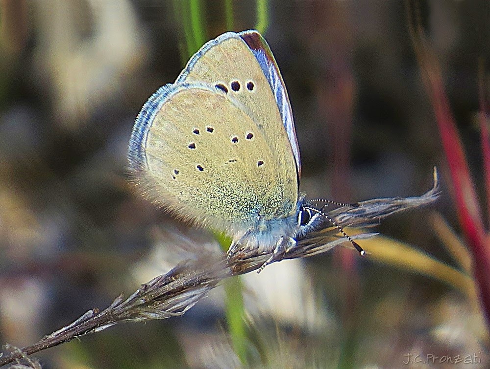MARIPOSAS DE ARANJUEZ Y COMARCA: Glaucopsyche melanops (Escamas azules)
