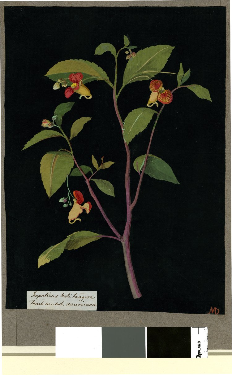 nickyskye meanderings: Mary Delany, collage artist of flowers in the 1700's