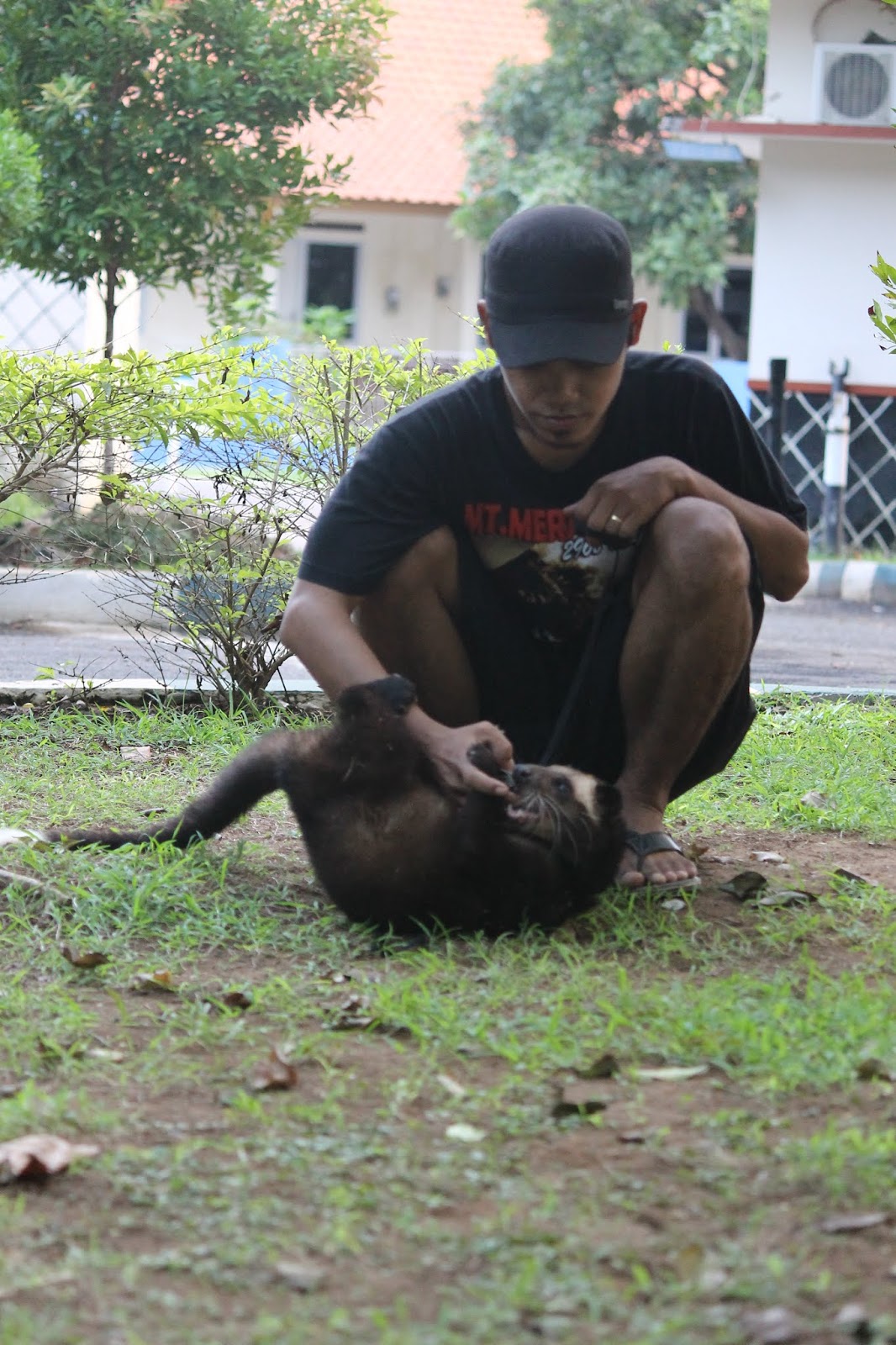 5 Ciri - Ciri Musang Birahi