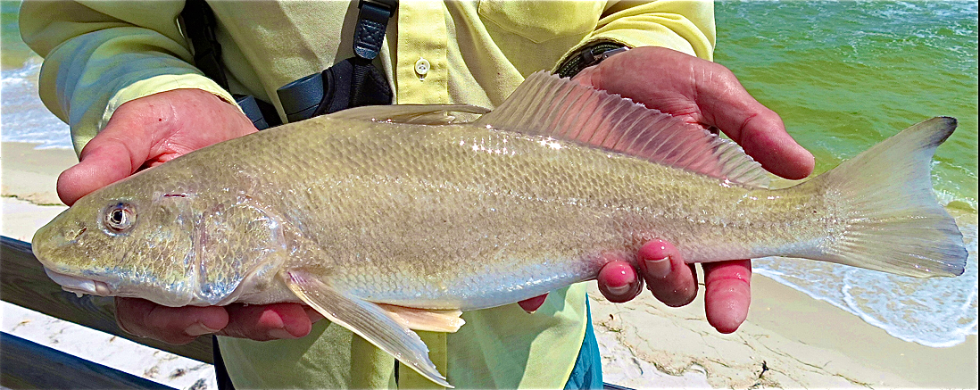 On Foot Angler: Whiting part 4
