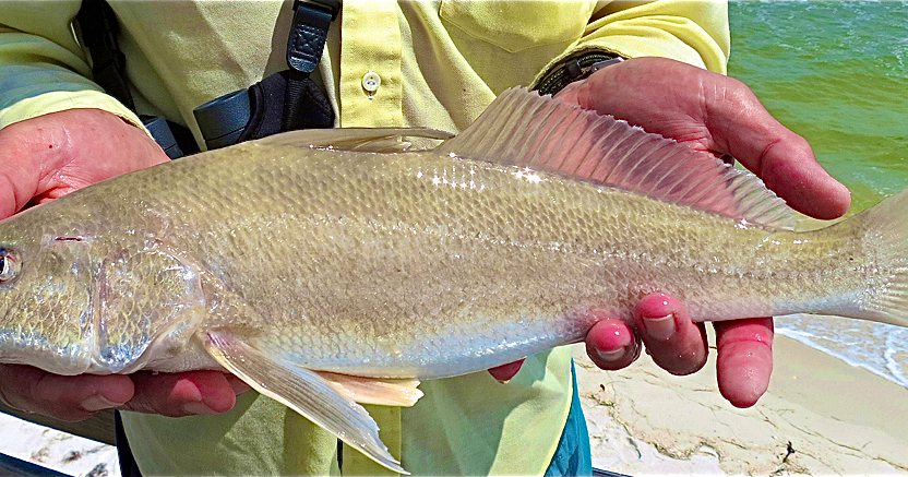 On Foot Angler: Whiting part 4
