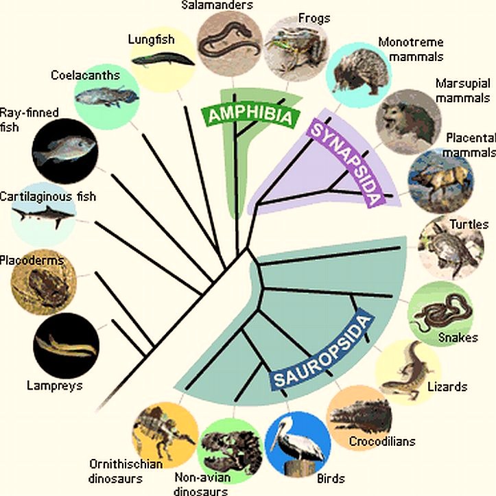 Evolutionary Vertebrate Zoology: Definice druhu, mechanismy evoluce a ...