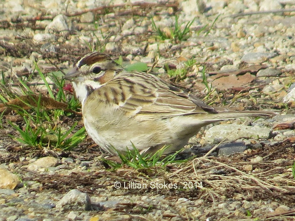 STOKES BIRDING BLOG: The Wild West come to the NH Coast, Rare Birds!