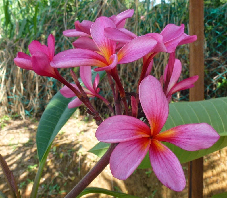 Greenfingers: Kemboja Merah Jambu