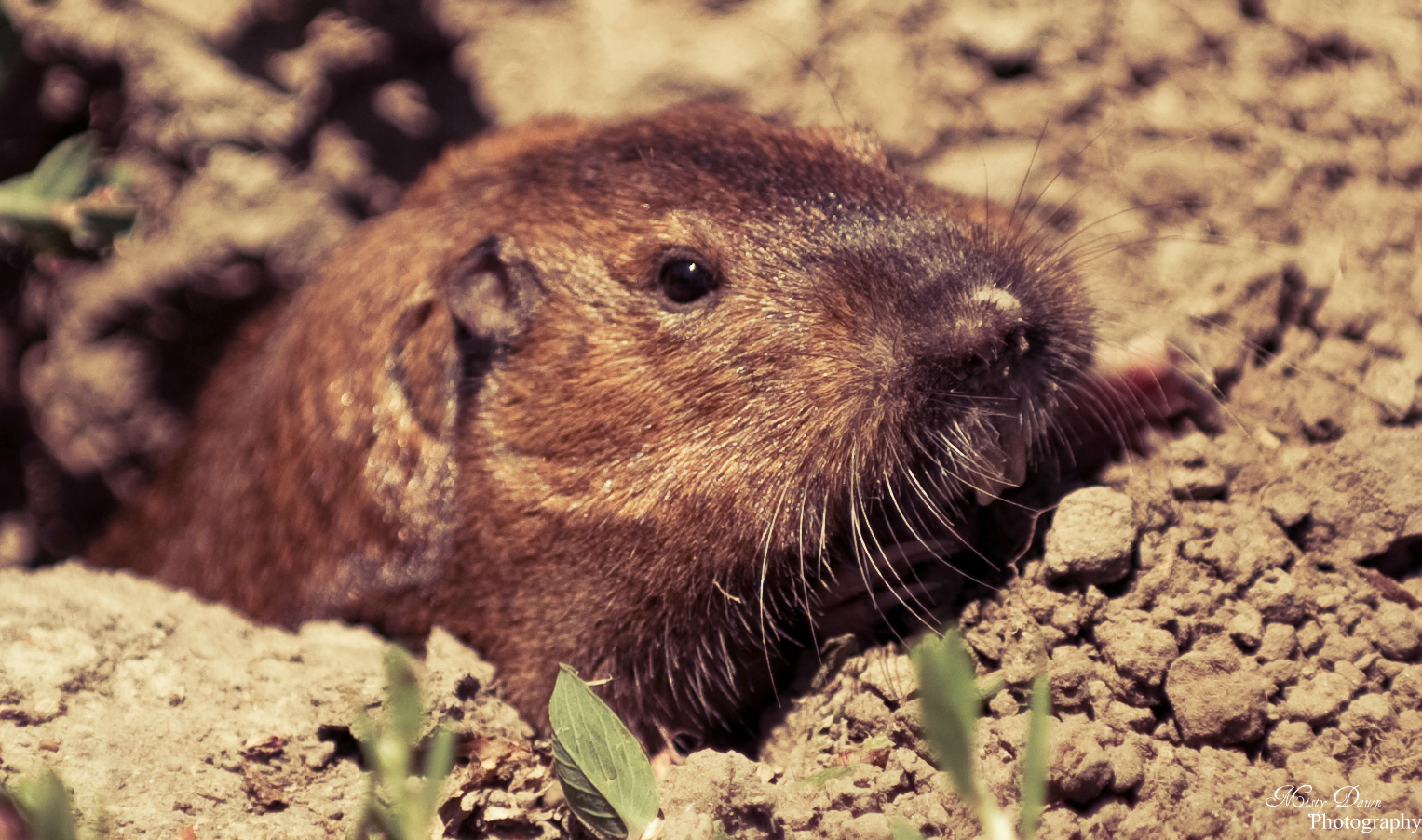 Through A Photographer's Eyes: Day 182 - Curious Gopher