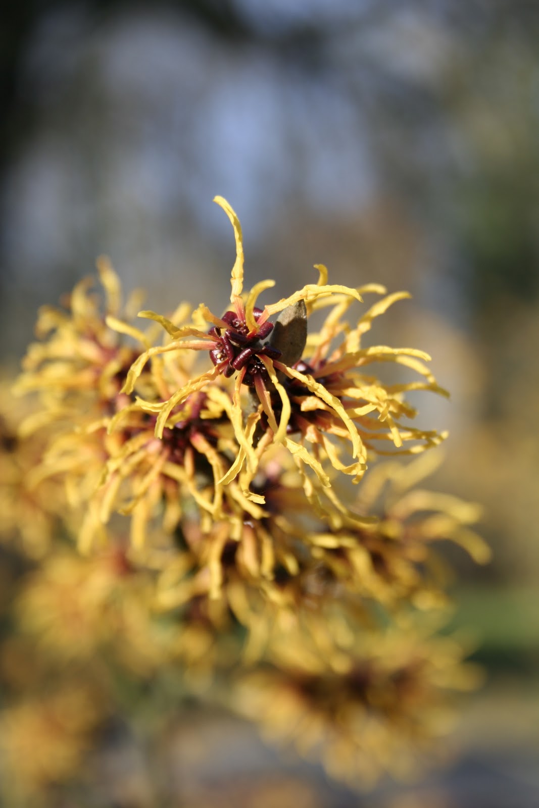 Garden Living: Trollhassel - Hamamelis