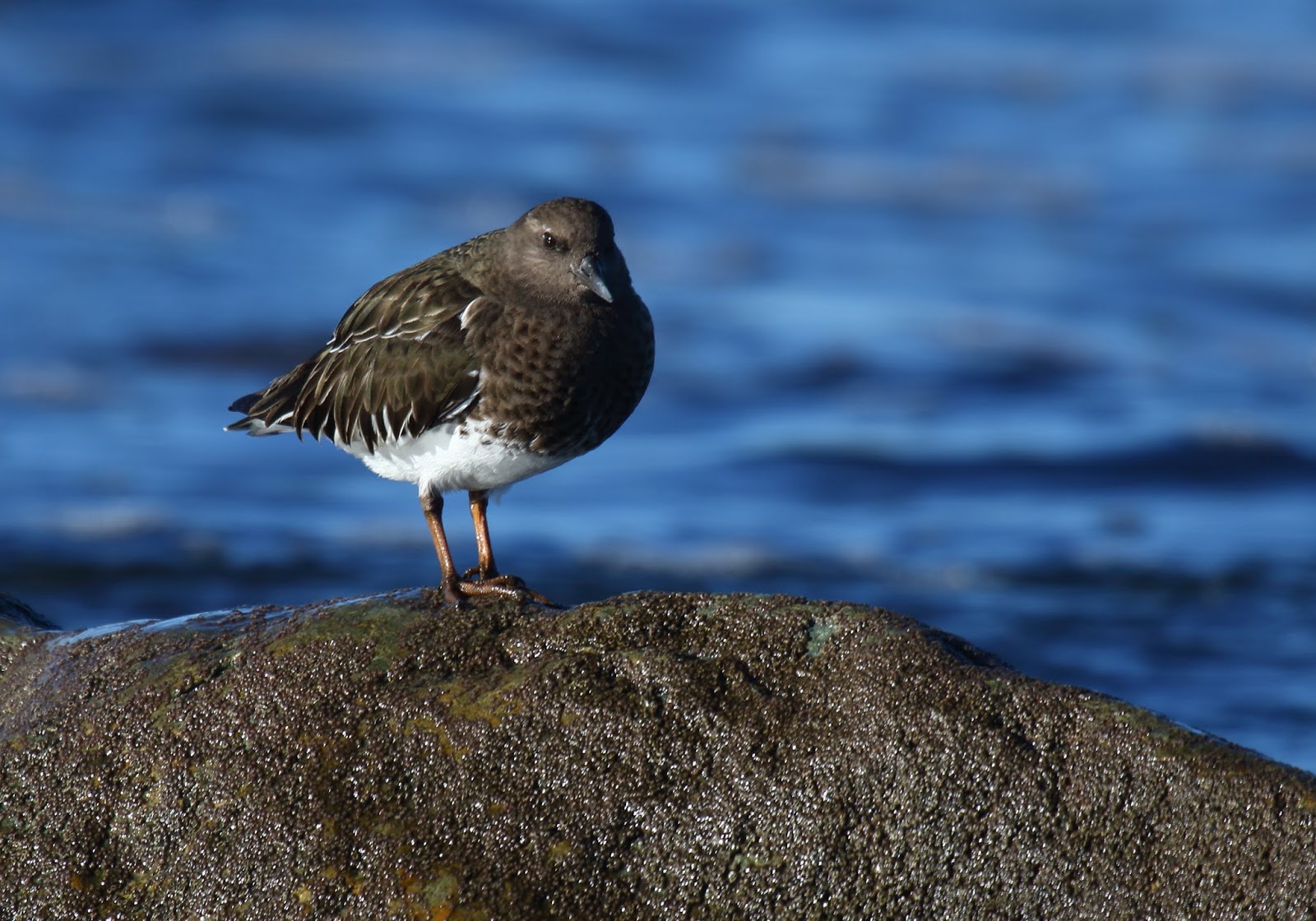 Black Turnstone at Coronado - Greg in San Diego