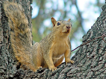 The News For Squirrels: Fox Squirrel Caching Behavior