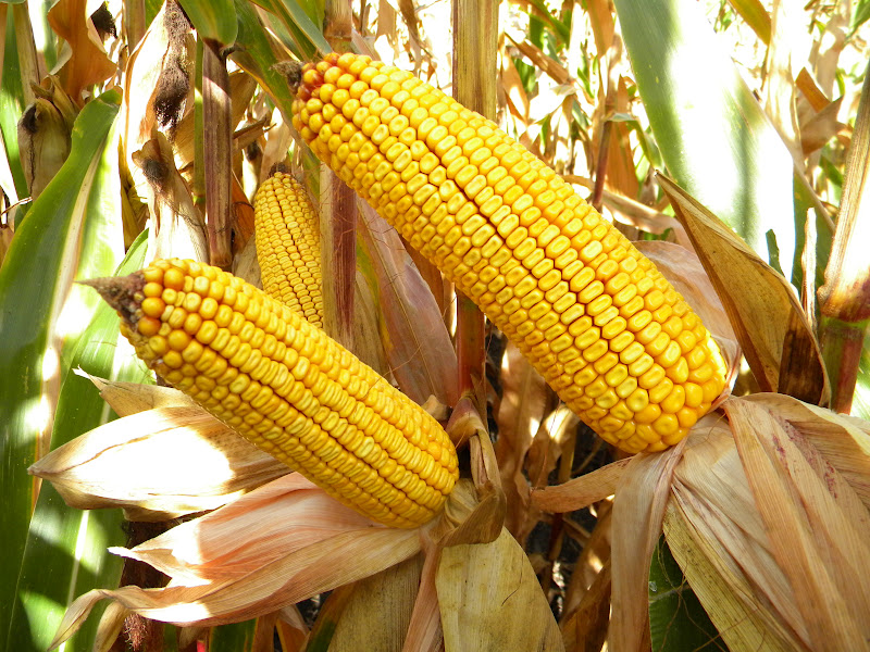 Better Crops by Barker: IMPACT Lessons