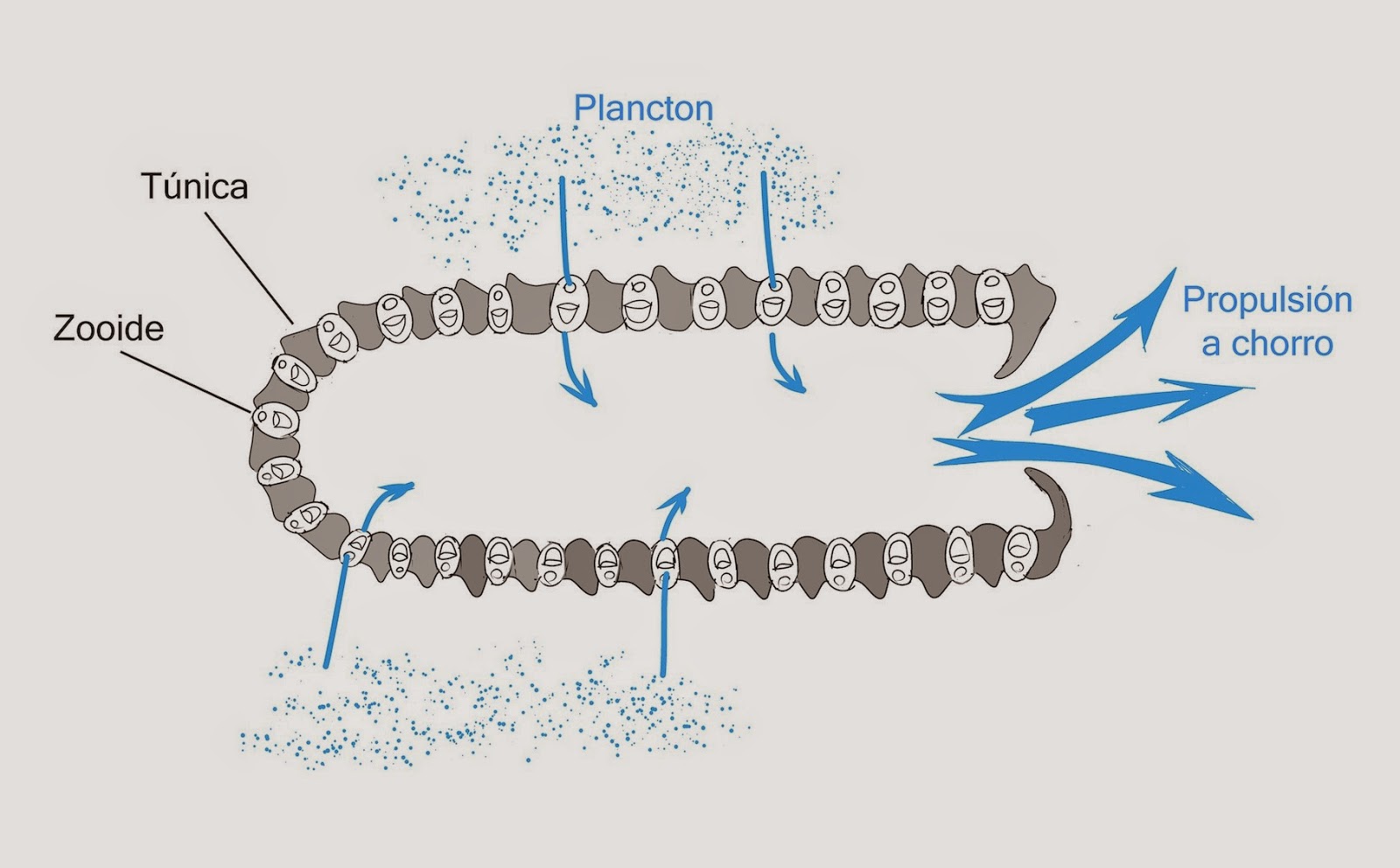 Rafael Microfauna Marina: junio 2014