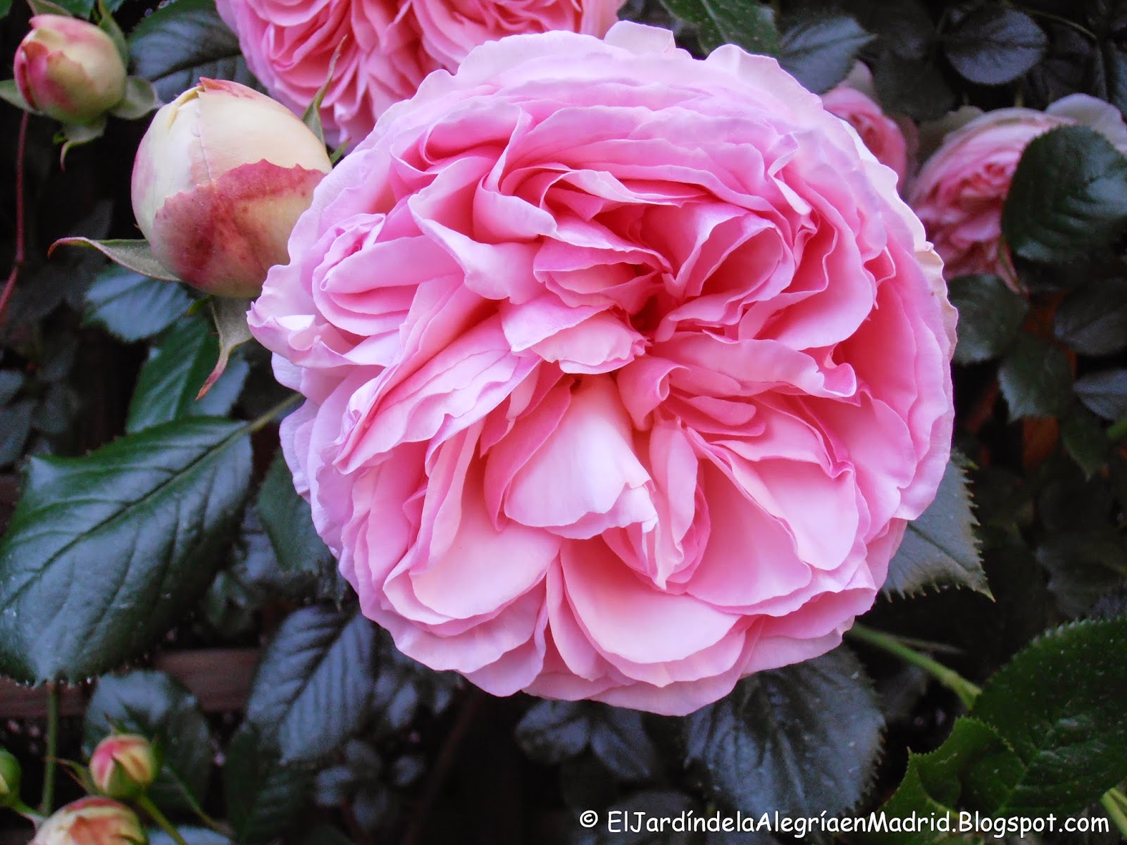 El jardín de la alegría : Rosal Pierre de Ronsard (II) Un gran rosal