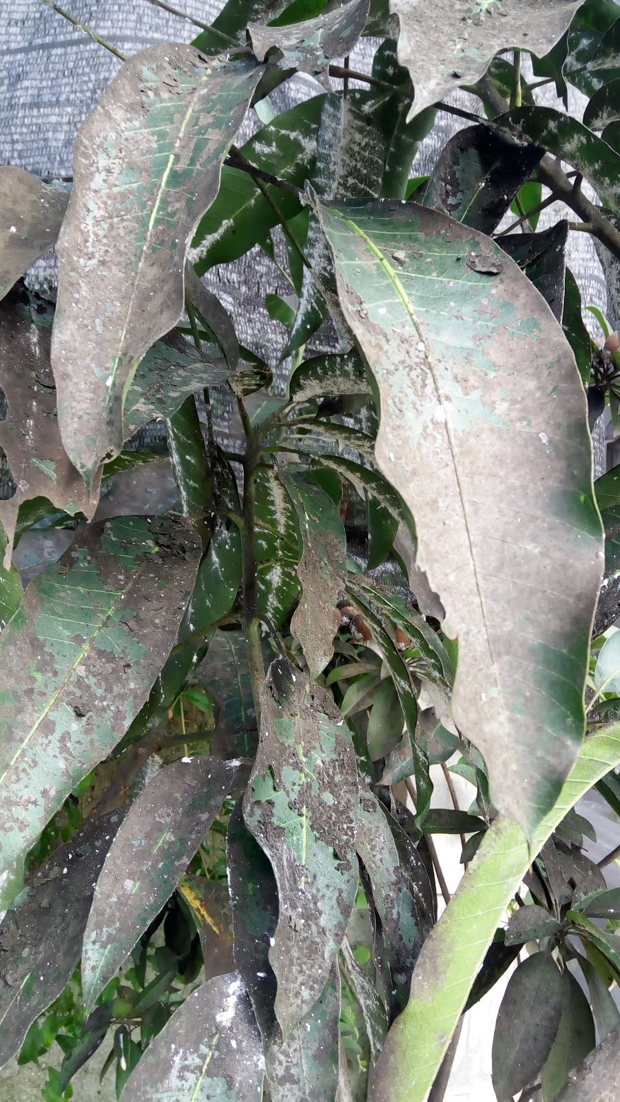 oey's journal: Tips Mengatasi Embun Jelaga Pada Tanaman Mangga