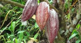 Research by DLSU to Fight Cacao Pests ~ Agriculture Philippines