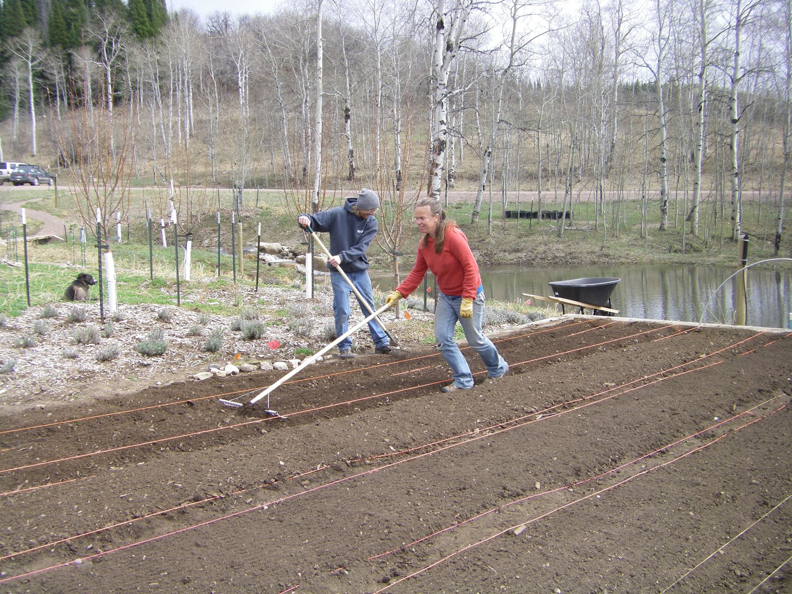 Elkstone Farm: Prepping outdoor annual bed