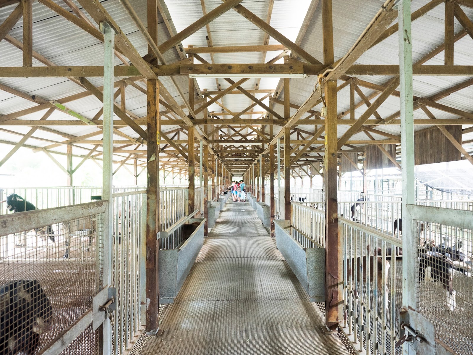 Hay Dairies - Singapore Goat Farm Review - TheWackyDuo.com - Singapore ...