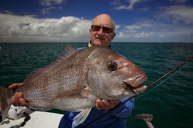 NT Fly Fishers : NZ Snapper