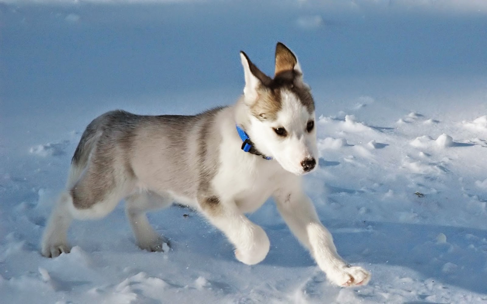 Perro esquimal canadiense o Canadian eskimo dog
