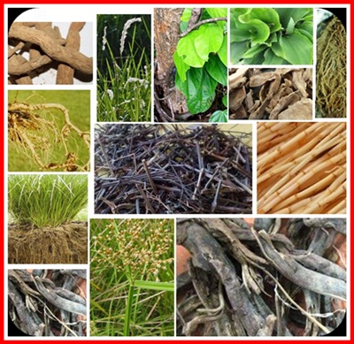 various types of roots and its benefits for health - Perry Cantigi