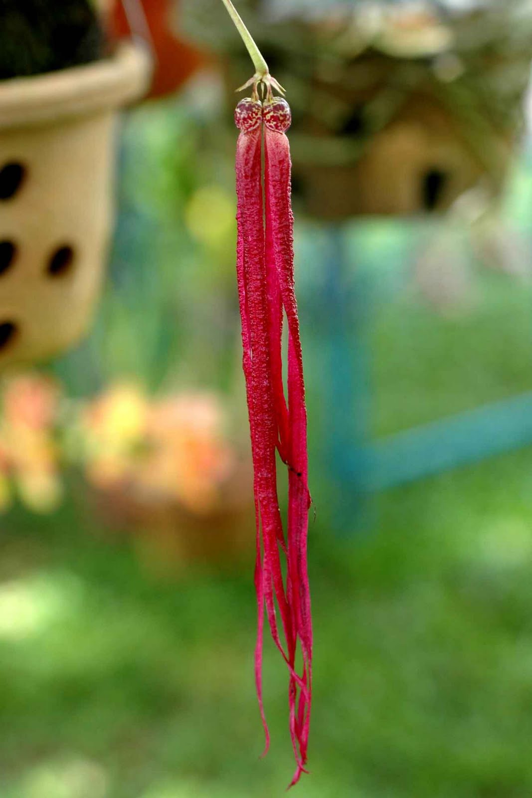 Perak Orchid Society: POS September 2011 Show