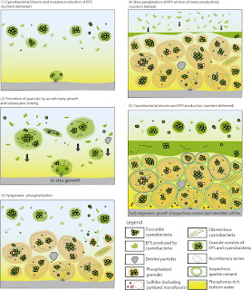 The Dragon's Tales: Evidence of Massive Cyanobacterial Blooms in the ...