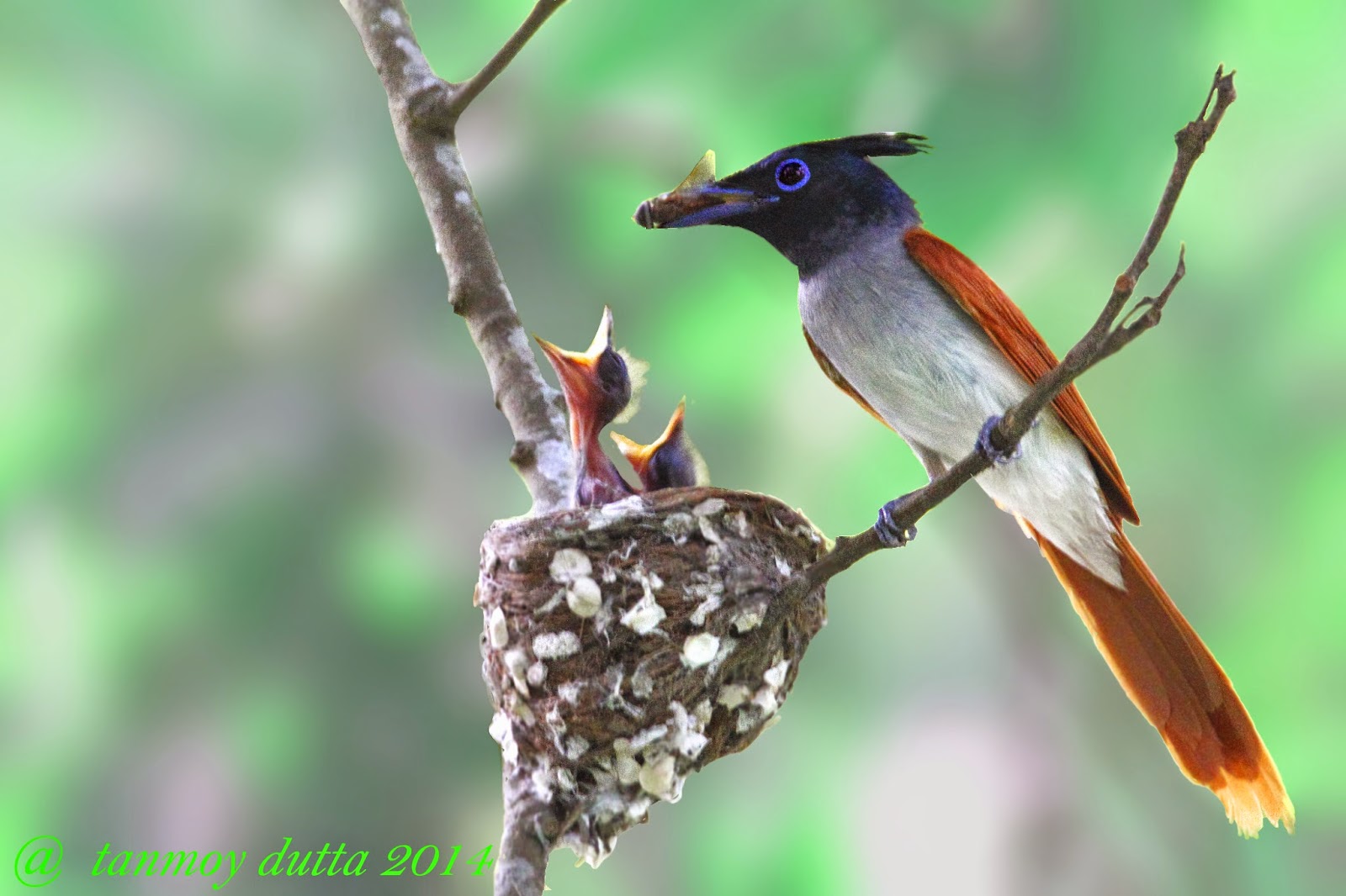 NORTH BENGAL AND SIKKIM BIRD SIGHTING AND BIRD PHOTOGRAPY: For the Love ...