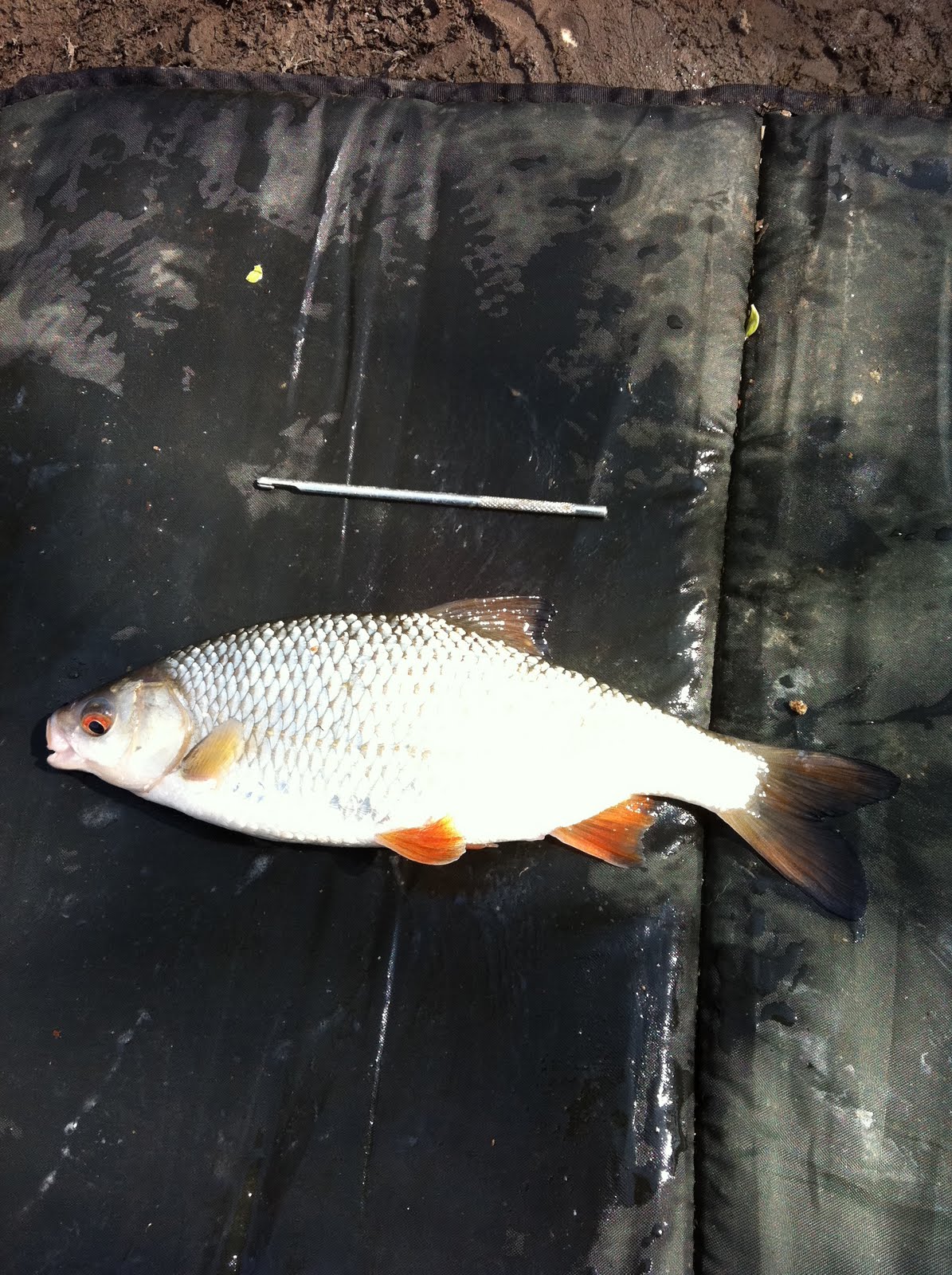 Danny's Angling Blog: Spring has sprung at Rixton Clay Pits...........