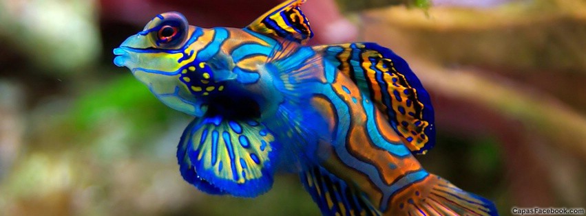 Facebook Covers Fish #1 | Facebook Covers | Timeline, cover, Photo