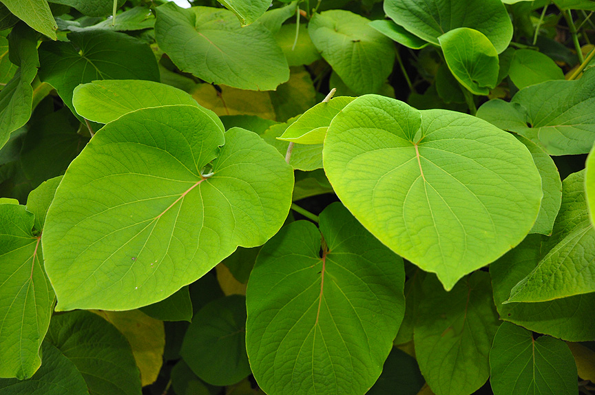 Hoja Santa Harvest in Dallas - One Down- Three To Go - On the Wine ...