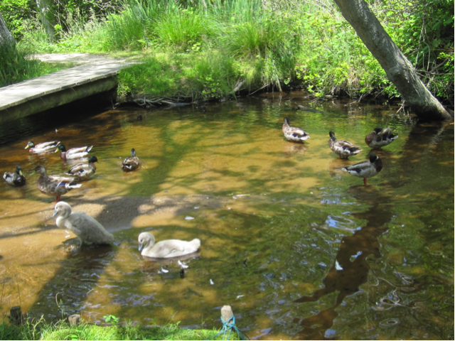 somewhere in the middle: Fish Finelli Blog Tour + Author Interview with ...