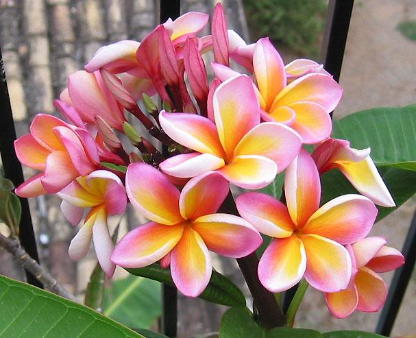 Bunga Kemboja in English - KarinazebHampton