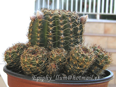 Epis Llum: Cactus