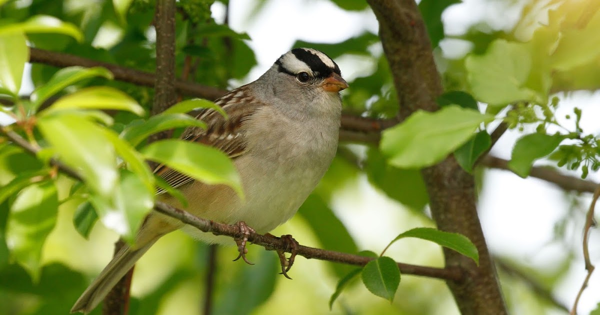 Philly Bird Nerd : World Series of Birding - 2019