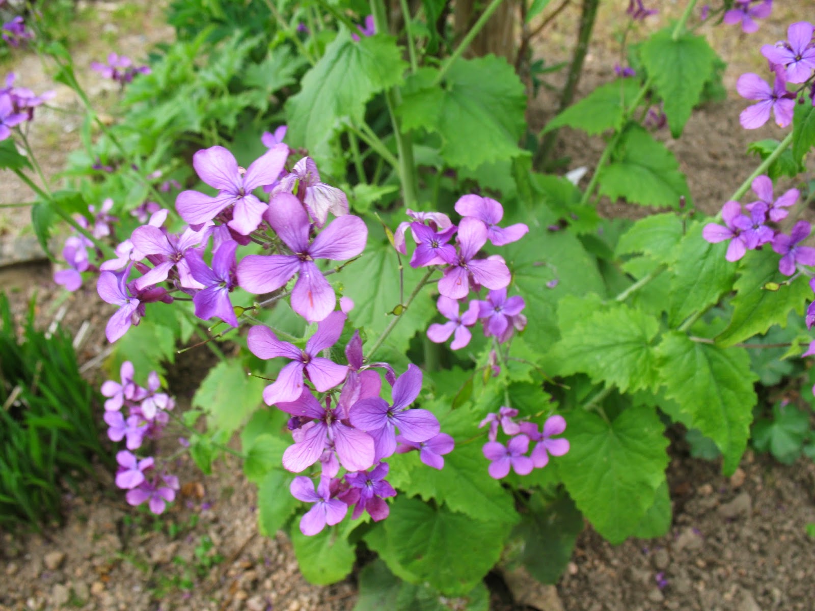 Roses du jardin Chêneland: Lunaria annua