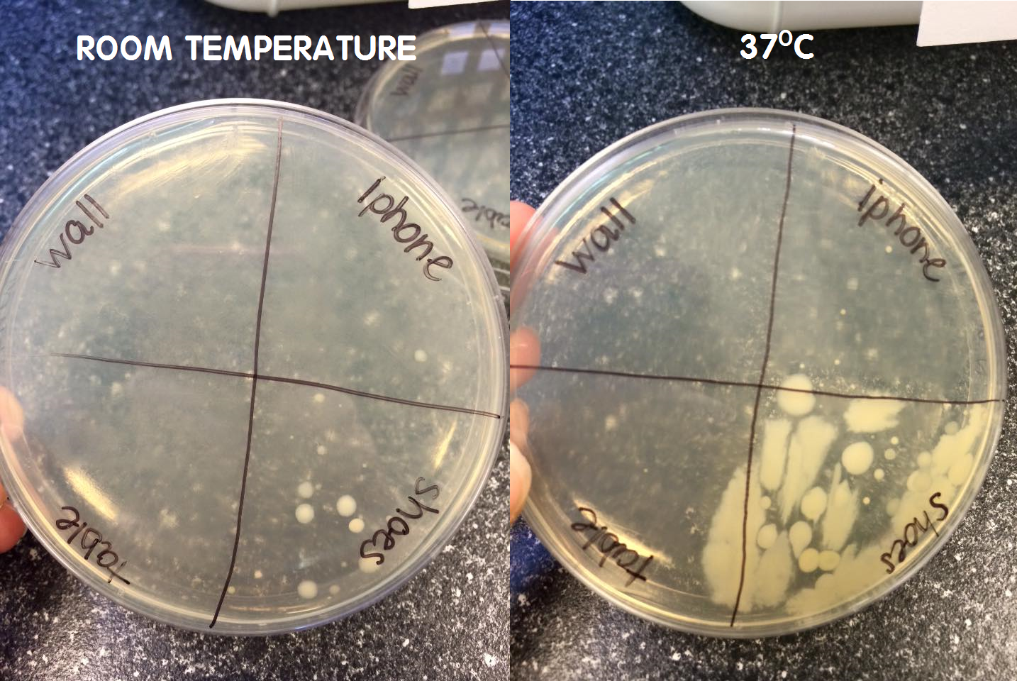 BIOL213 | PLANTS TWO: Mystery TSA Dish Bacteria by Nhung Nguyen