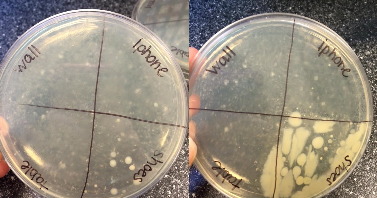 BIOL213 | PLANTS TWO: Mystery TSA Dish Bacteria by Nhung Nguyen