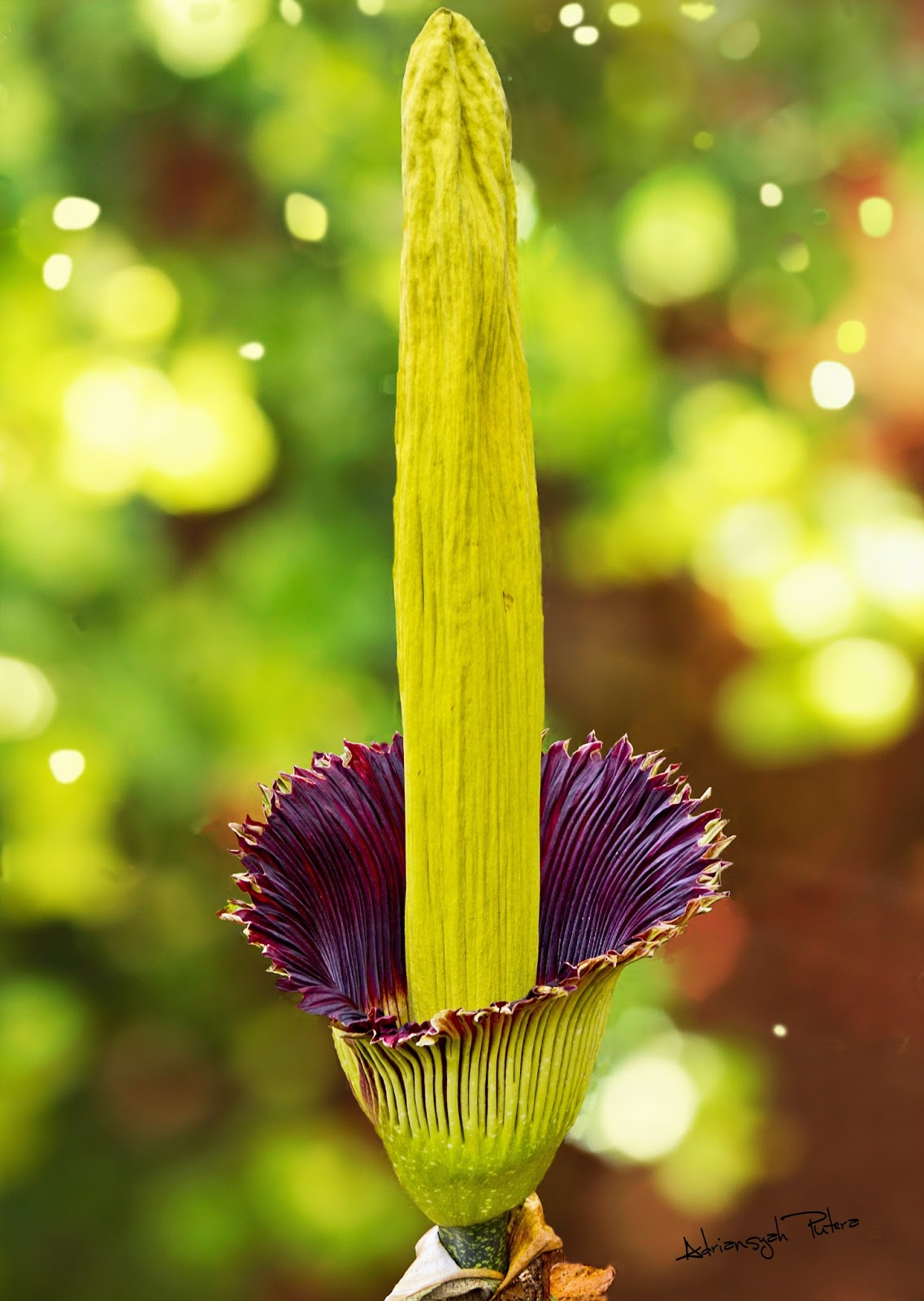Virtual Adrian: Titan Arum – Bunga Tertinggi Di Dunia