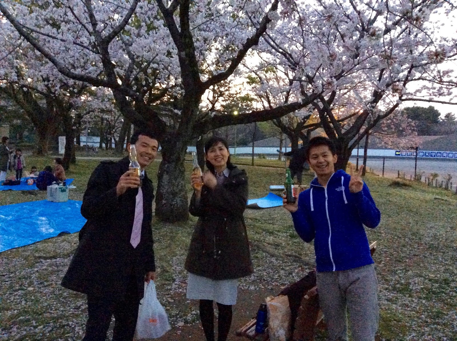 Hokkaido Kudasai: Evening Hanami Party