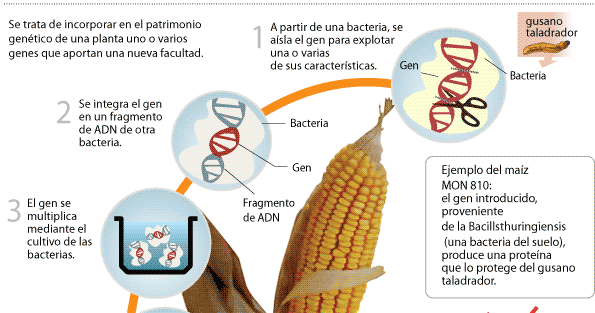 BIOTECNOLOGIA Y OGM: ¿Qué son los organismos genéticamente modificados ...