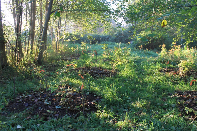 Little Swamp Creek: Streamside Planting Update