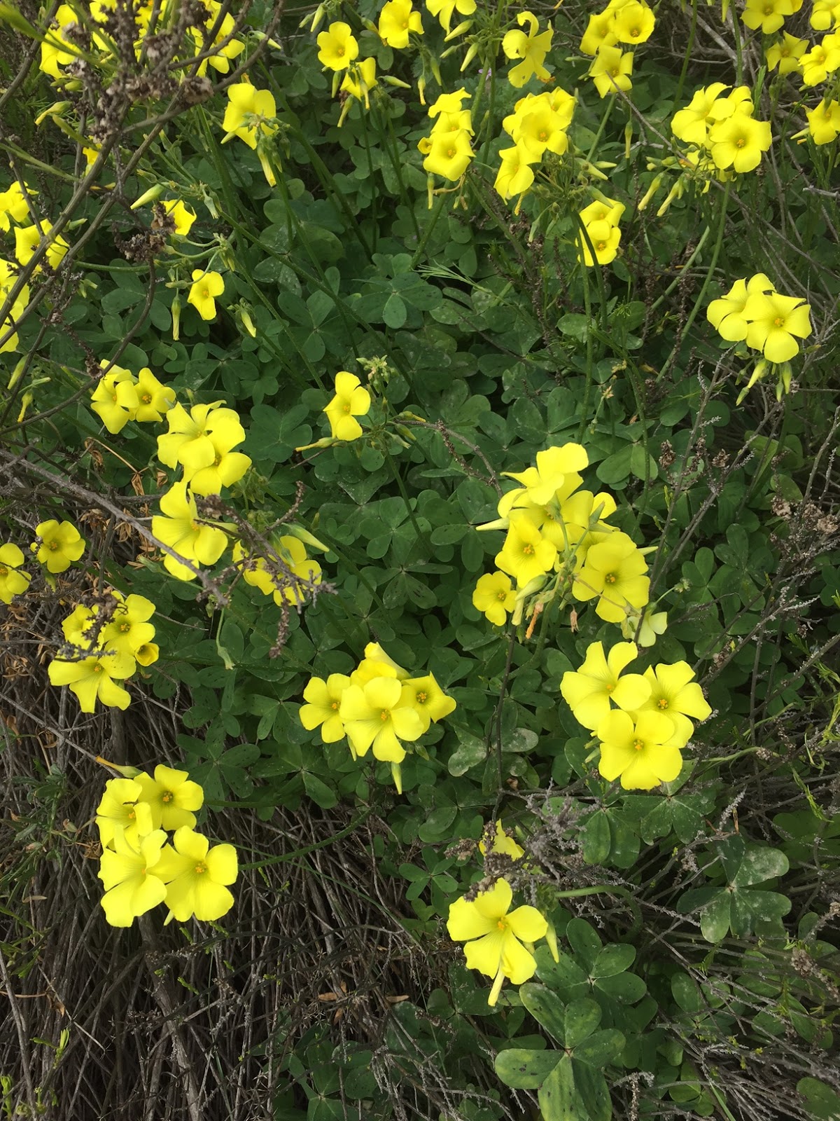Rambla Salada (Fortuna/Murcia): Flora de Rambla Salada: agrillos