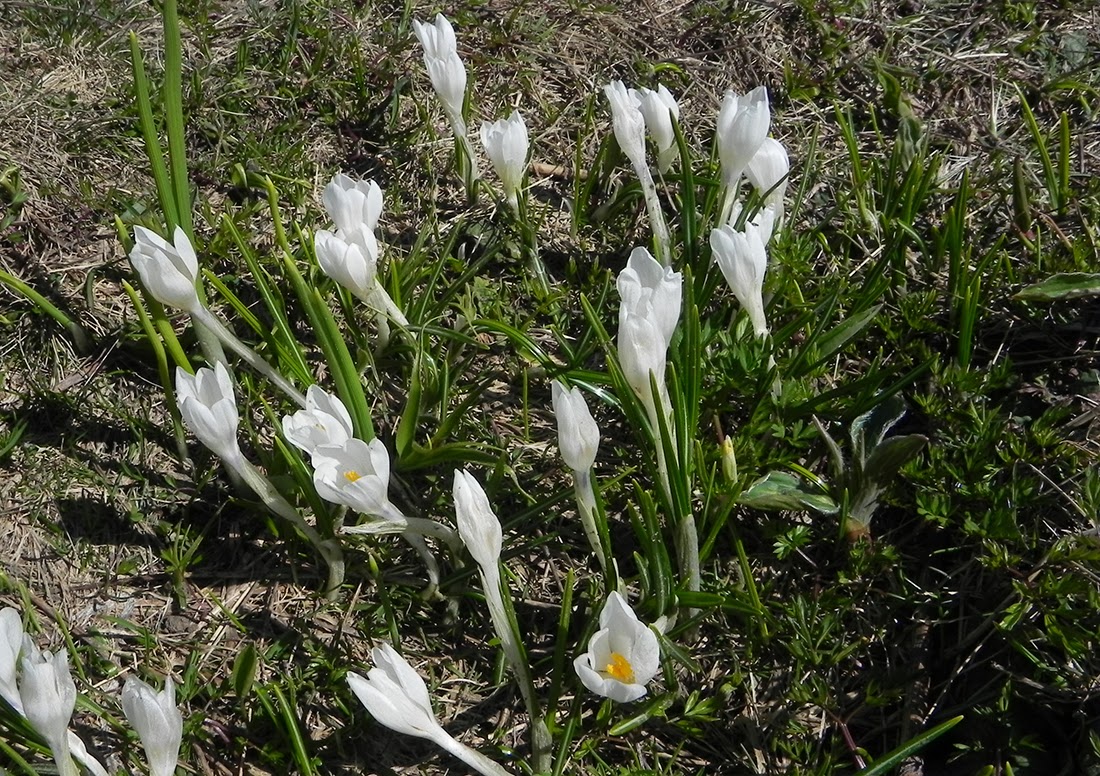 FLORA DE PIRINEOS: Crocus vernus (L) Hill sbsp albiflorus (Kitaibel ...