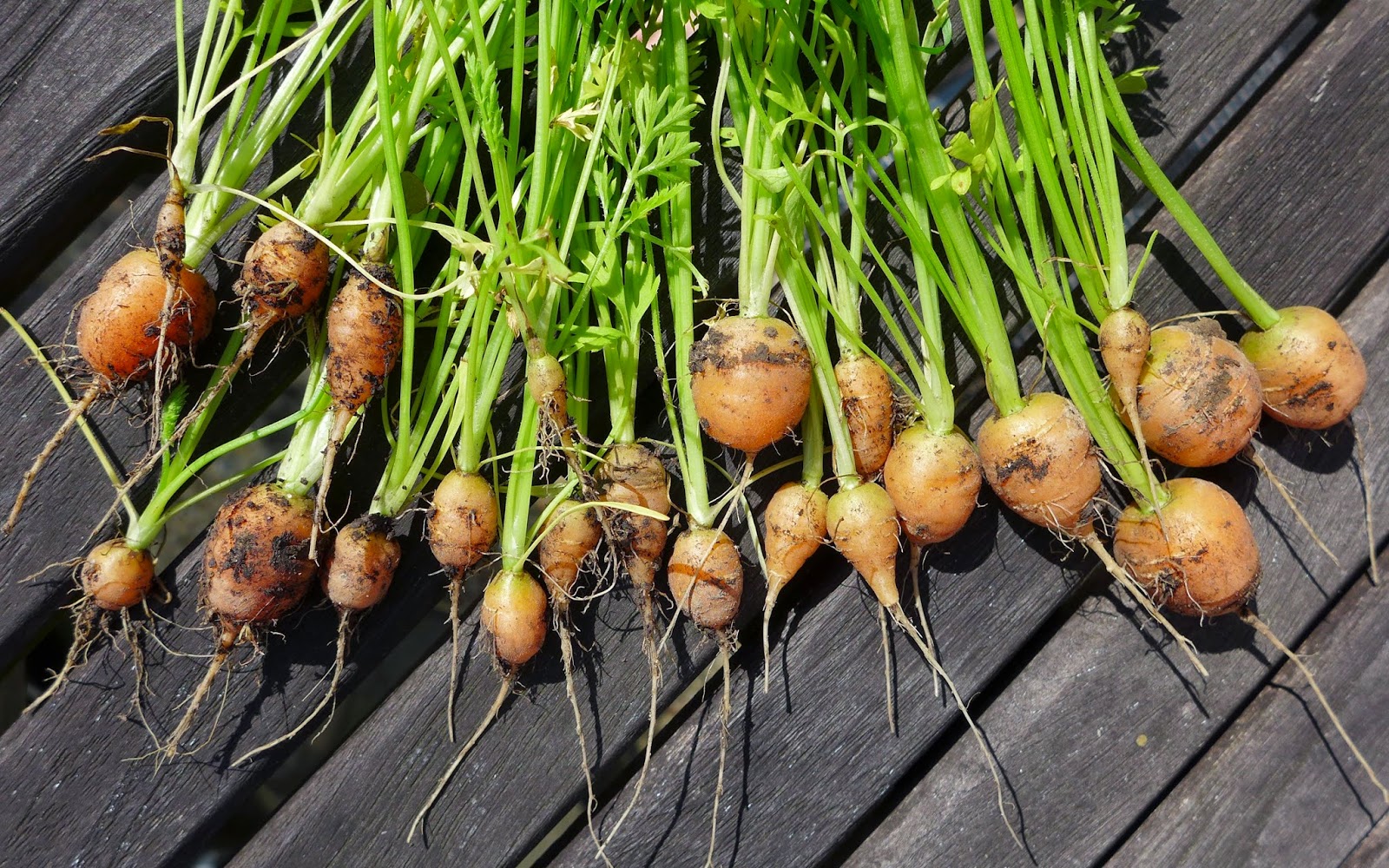 Basicallyitsgrowing: Carrots Paris Market Atlas