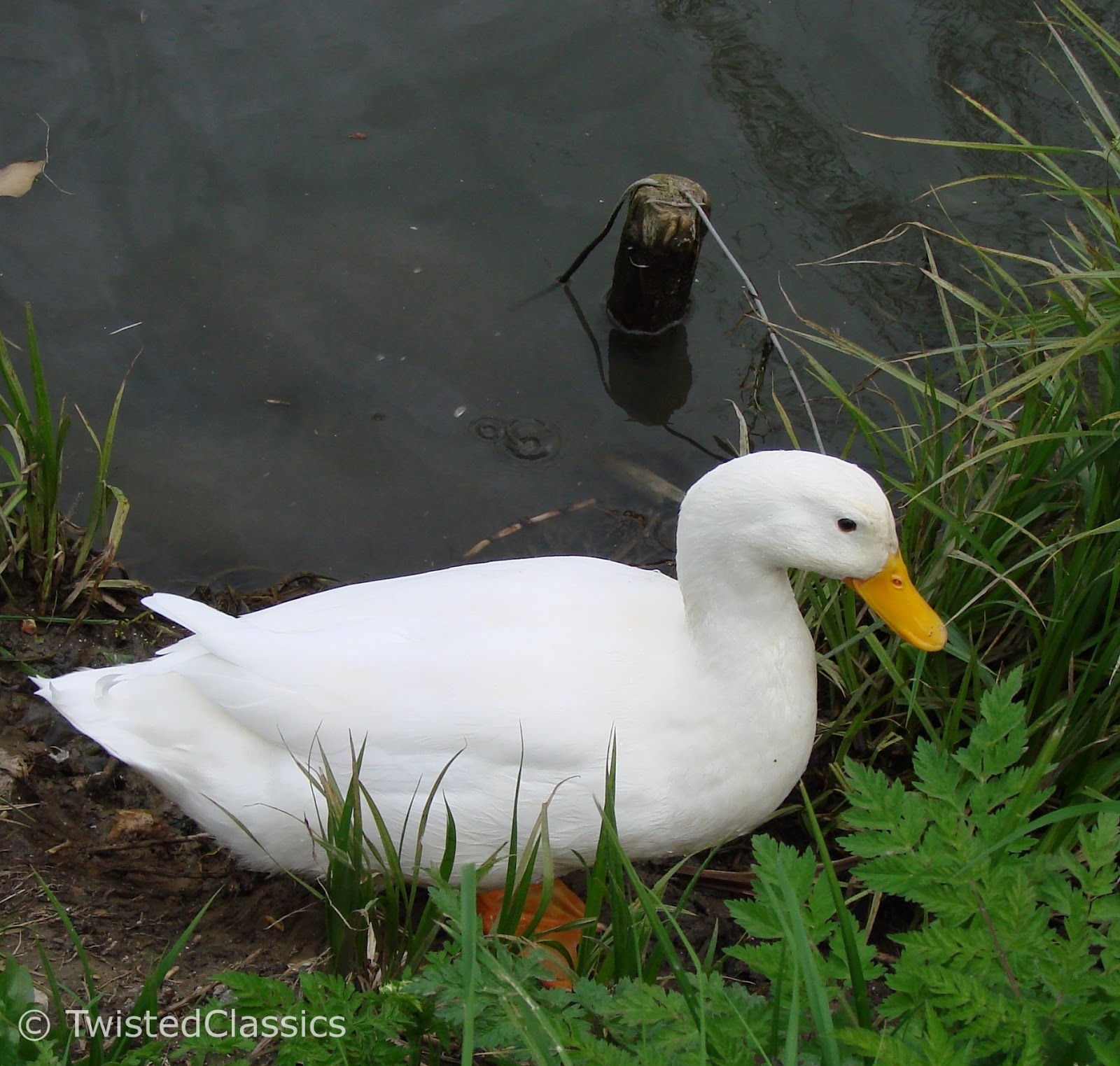 Birds and wildlife: 2 beautiful quacking white ducks
