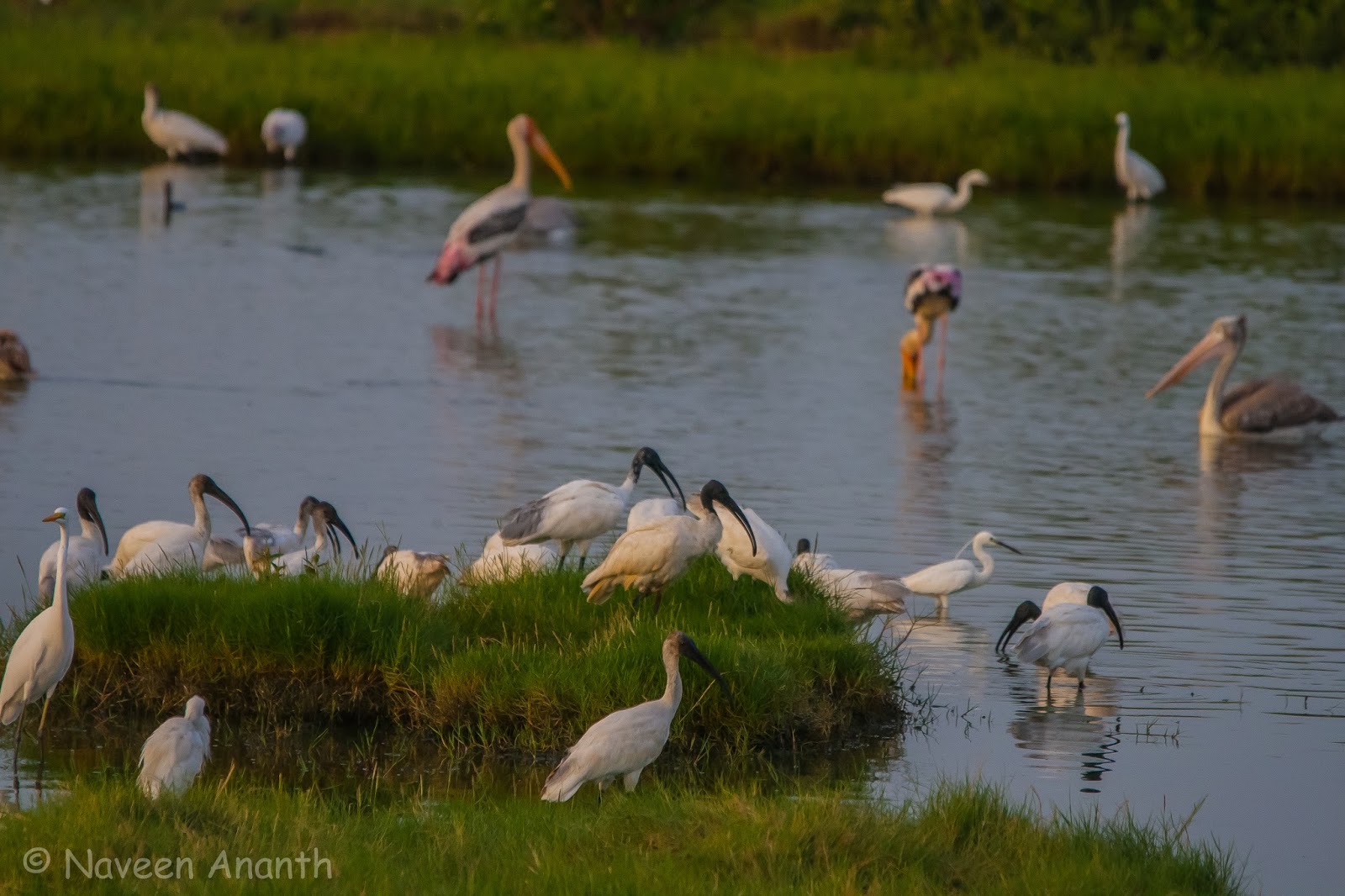 The Impulsive Rambler: Kelambakkam backwaters - Birding on the ECR road