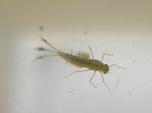 Newfoundland Nature: Mayfly: an insect with its own month.